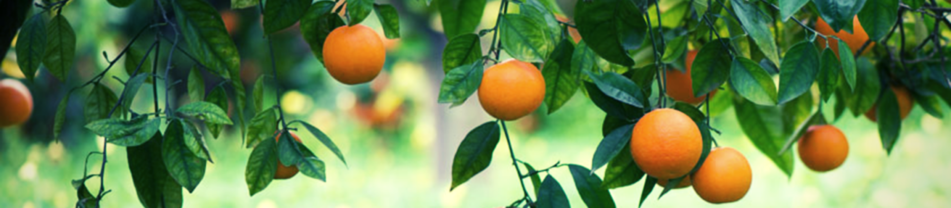 Mock Recalls and Traceability Exercises - Tips for Success - Progress ...